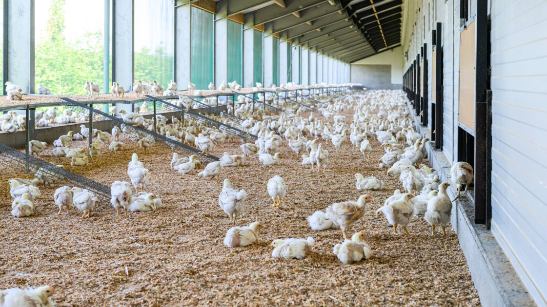 Jumbo kip nu met 1 ster Beter Leven keurmerk