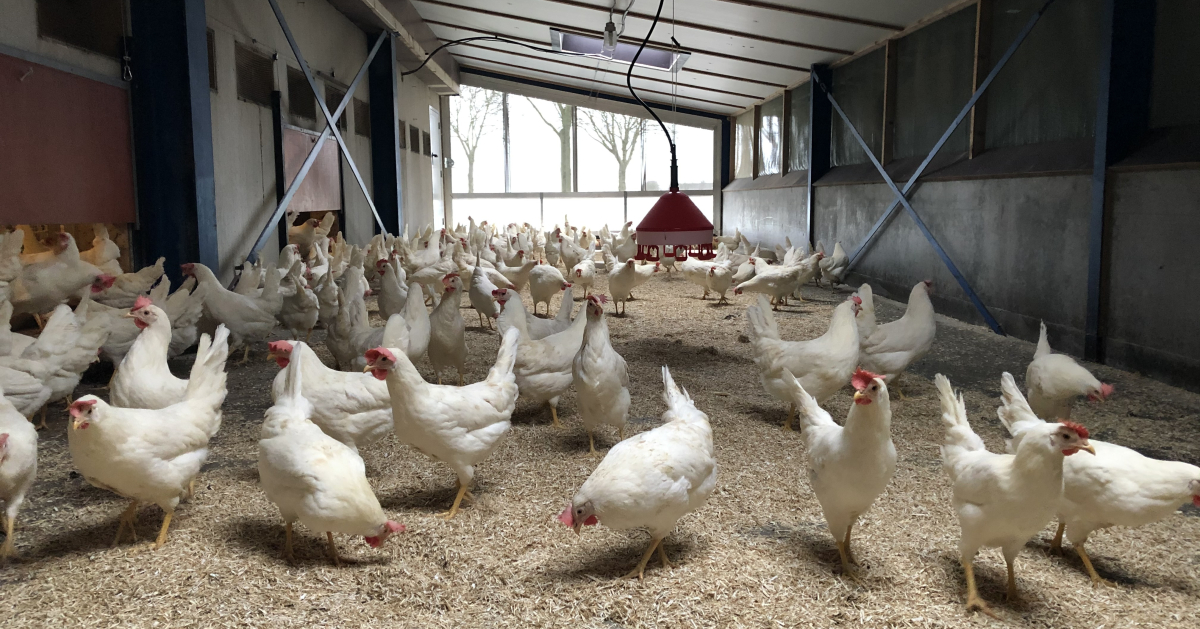 AH brengt eieren onder in Beter voor Natuur & Boer programma