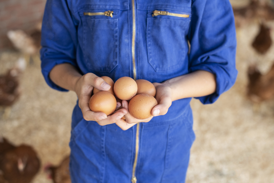 AH maakt productieketen eieren transparant